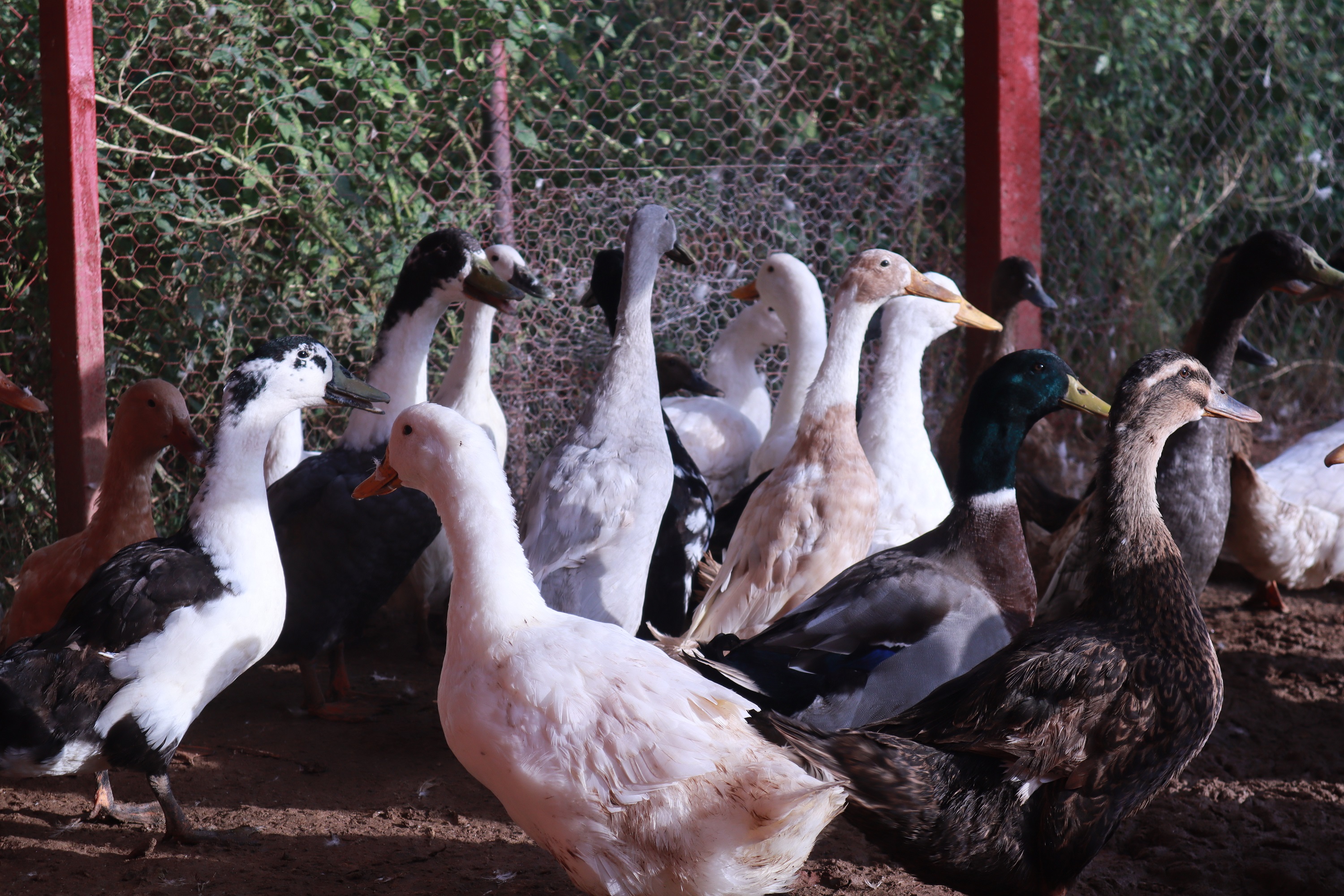 Foods That Are Toxic For Ducks